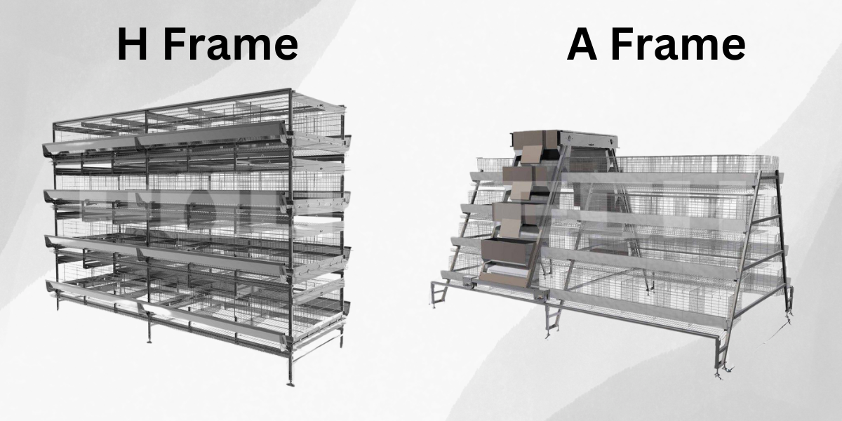 Perbedaan Kandang H frame dan A frame - Berdikari Poultry
